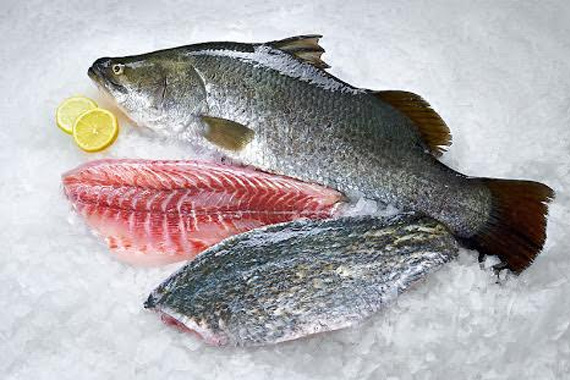 300g Fresh Barramundi Portions (skin on) – You Plate It