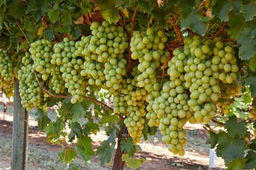 Green Autumn Crisp Seedless Grapes (~1kg pack) – You Plate It ...