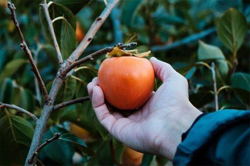 Persimmon (3 piece) – You Plate It: Dinnertime Meal Kits Made With Love ...